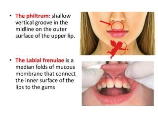 1anatomy Of Oral Cavity And Salivary Glandspdf