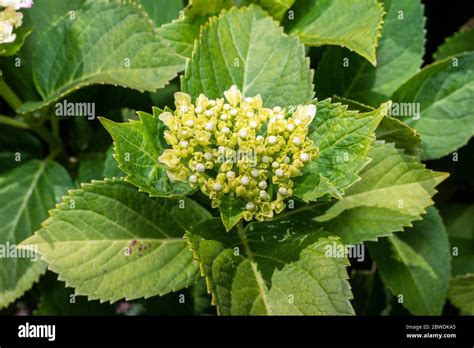 Bud Of Hydrangea Macrophylla Isehara City Kanagawa Prefecture Japan