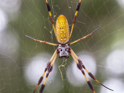 Trichonephila Clavipes Golden Silk Orb Weaver In Charleston South