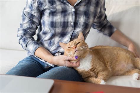 Why Are Ginger Cats So Friendly At Lindy Rossi Blog