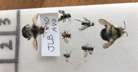 Avocado Pollination Workshop Uc Agriculture And Natural Resources