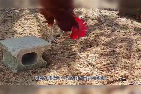 纪录片：蜈蚣作为五毒之一，为何却毒不死大公鸡？五毒蜈蚣纪录片