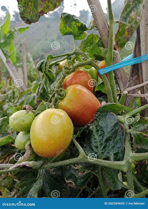 Vegetabels And Fruits Stock Image 262569655
