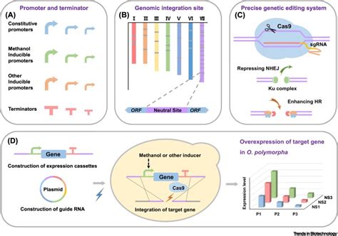 Ogataea Polymorpha As A Next Generation Chassis For Industrial
