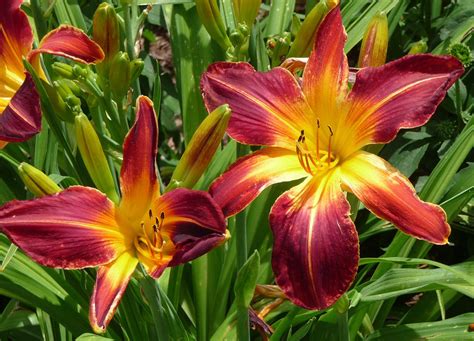 Rainbow Rhythm® Ruby Spider Daylily Hemer Ruby Spider Reston Farm