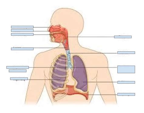 Respitory Structures Quiz