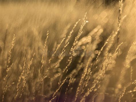 Dry Grass In Direct Sunlight At Sunset Stock Image Image Of Grass