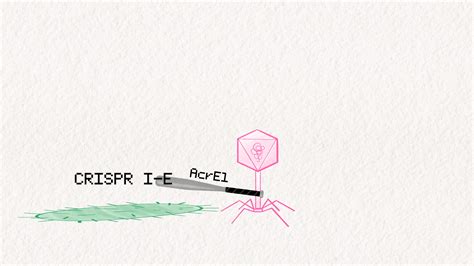 A Quick  Explaining Selective Pressure On Evolving Crispr Systems Rcrispr