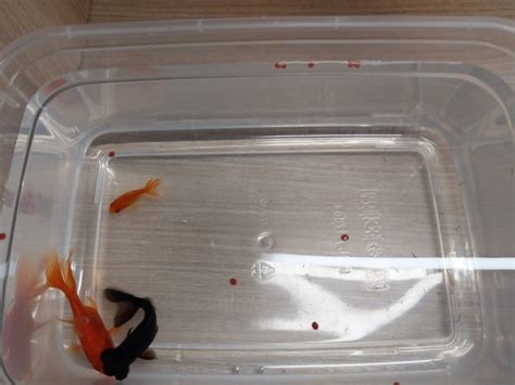 금붕어 종류 지식in