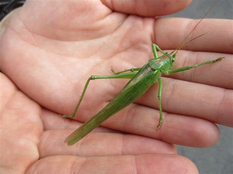 Tettigonia Viridissima Großes Grünes Heupferd Foto And Bild Insekten