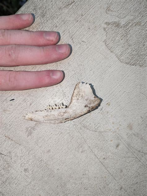 Small Jawbone Found In Backyard Rwhatisthisbone