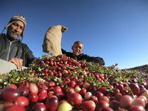 Usda Accepting Proposals For Regional Food Business Centers National