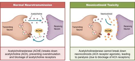 Neurotransmitters Bioninja