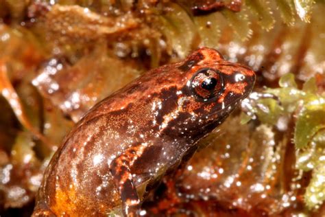New Frog Species Show How Geology Shapes Amazons Biodiversity