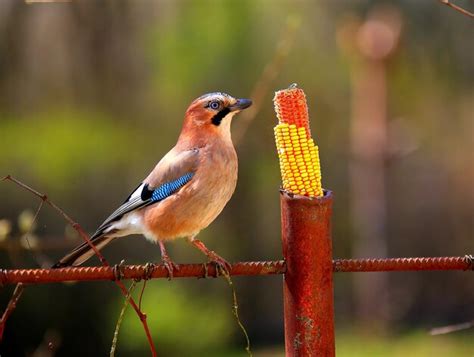 Premium Photo The Jay Sitting On The Fence