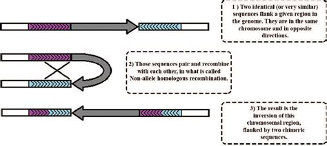 Chromosomal Inversion