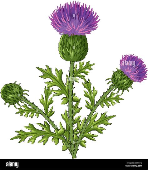 Realistic Vector Of Scottish Thistle With Three Purple Flowers And
