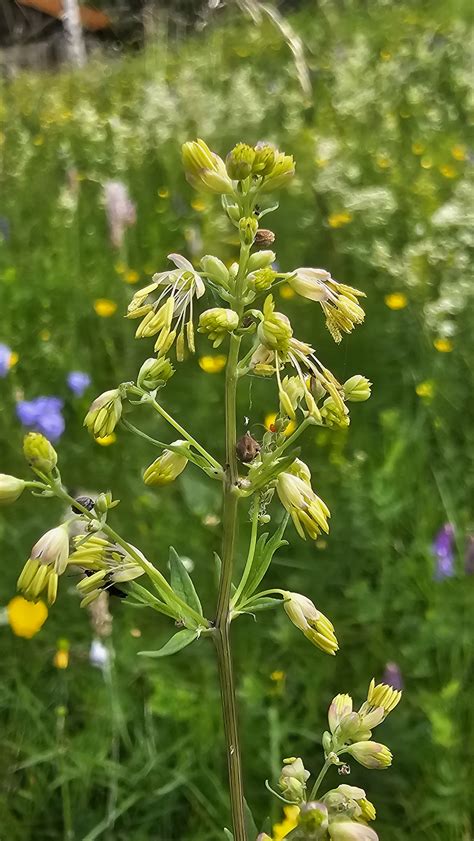 Thalictrum Simplex Oversikt Artsdatabanken