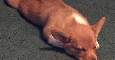 Splootin Around Imgur