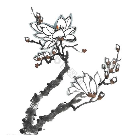 白玉兰图片 包图网