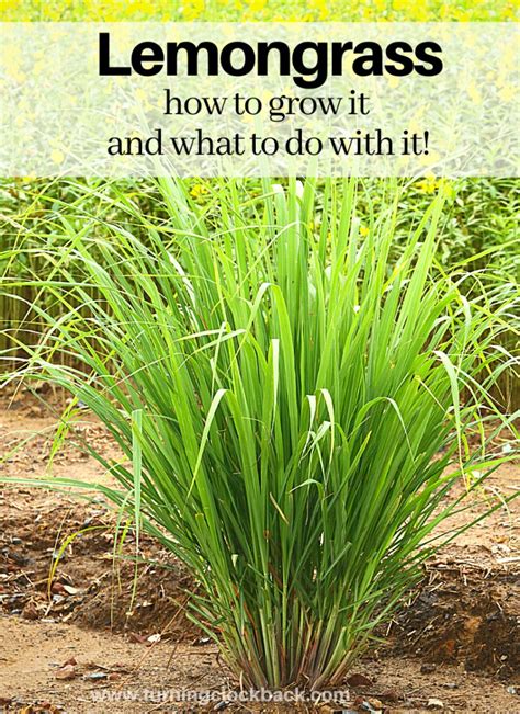 How To Grow Lemongrass Turning The Clock Back