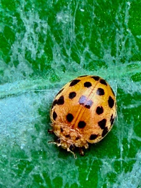 Orange Ladybug On Green Leaf Stock Illustration Illustration Of Pattern Green 344775682