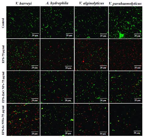 Baclight Live And Dead Assay Of Eps Eps Zno Nps And Eps Se Nws Tested