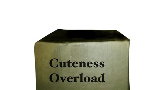 Cuteness Overload Box By Dracoawesomeness On Deviantart