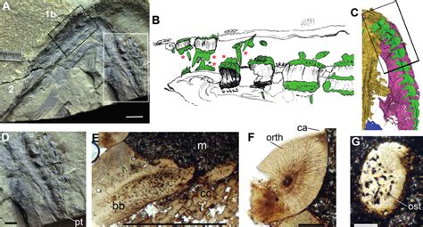 Doliodus Latispinosus Articulated Specimen Nbmg 10127 Dentition A Download Scientific