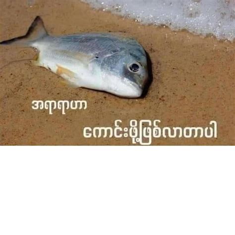 ᴍᴀᴋᴋ ᴠʟᴏɢ ငါးတစ်ကောင် ကုန်းပေါ်ရောက်လာပါတယ် ရေထဲပြန်ဆင်းဖို့ သူ