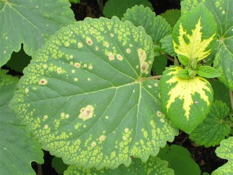 Disease Diagnosis Through Leaf Symptoms Reading Plant Leaves To Identify Health Problems