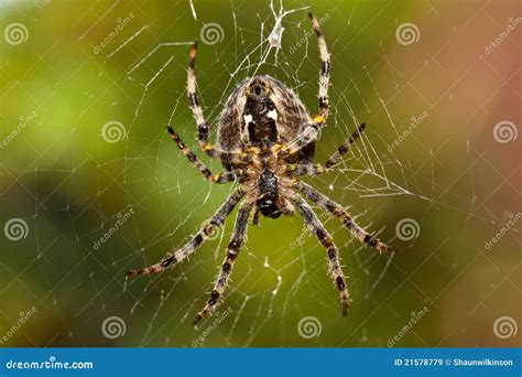 Spider Macro Stock Image Image Of Spider Foreground
