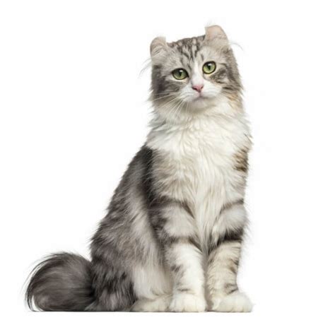 28 Fluffy Tailed Cat Breeds Every American Will Adore Cats Chef