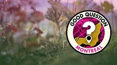 Whats A Tiny Forest Cbc News