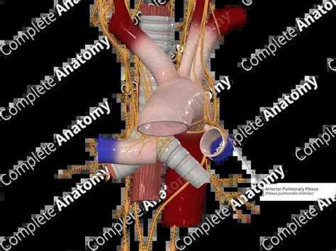 Anterior Pulmonary Plexus Complete Anatomy