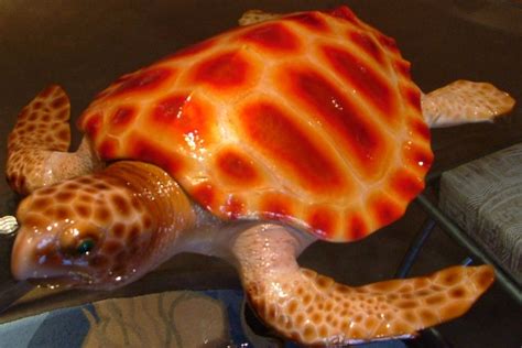 Loggerhead Sea Turtle Close Up