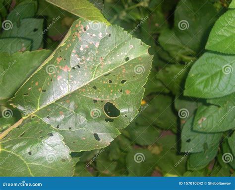 Diseases Of The Apple Tree Apple Ovary Dead On The Branch Anthracnose On The Leaves Royalty