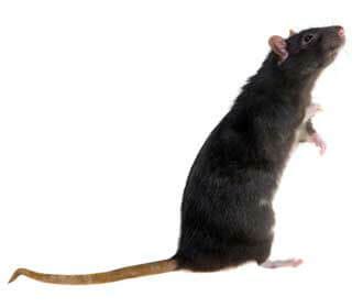 Common Rat Species Rentokil Pest Control