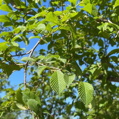 Ulmus ‘morton Accolade® Elm Doty Nurseries