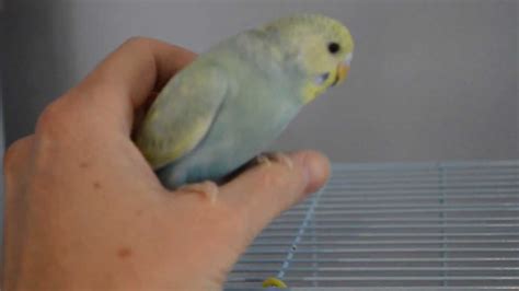 Tame Young Bird Hand Fed Budgie Youtube