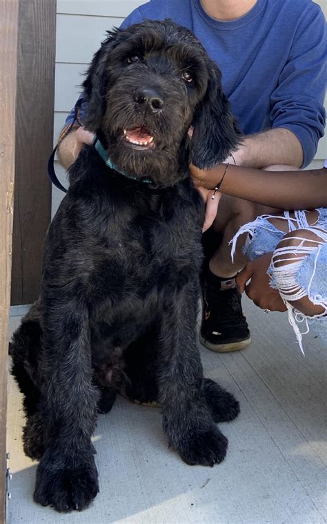 Goldendoodle Rouge