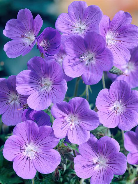 Geranium Brookside Bare Root Geranium Dutchgrown™ Eu