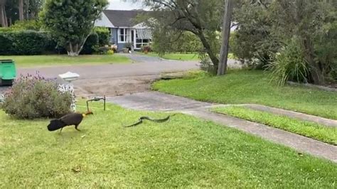 Turkey Pulls Snakes Tail Scares It Away Watch Interesting Video