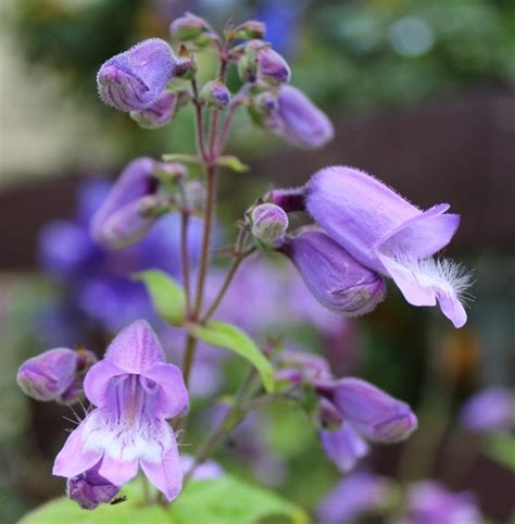 Penstemon Smallii 9cm Pot
