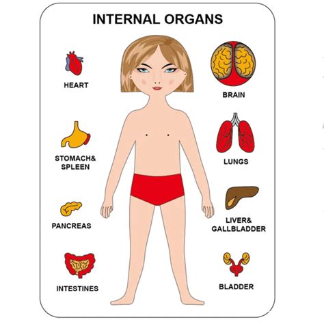 Mngqng Montessori Wooden Puzzle Male Female Human Body Parts Board Game Educational Jigsaw
