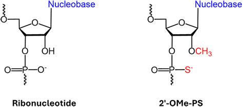 Inhibition Of Survivin By 2′ O Methyl Phosphorothioate Modified