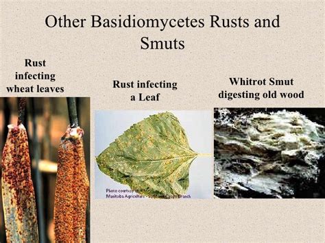 Smut Fungi