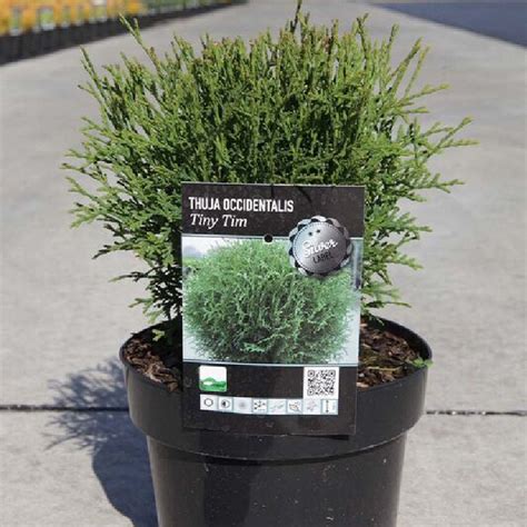 Thuja Occidentalis Tiny Tim