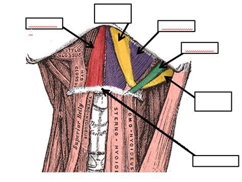 Suprahyoids Extrinsic Diagram Diagram Quizlet