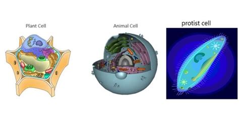 Expt Cellulose Vs Thickness Sci Method With Pics Flashcards